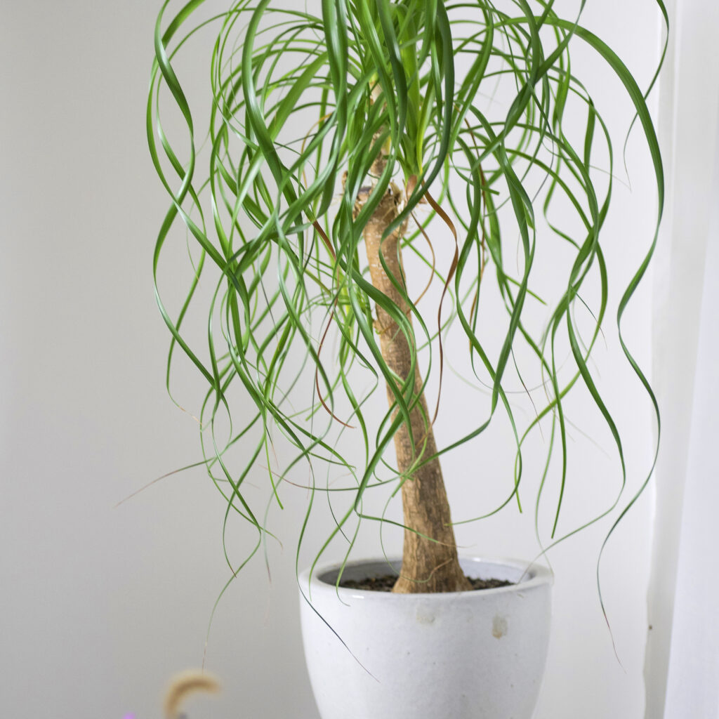 Kasvit ikkunan eteen - Kotipuutarha