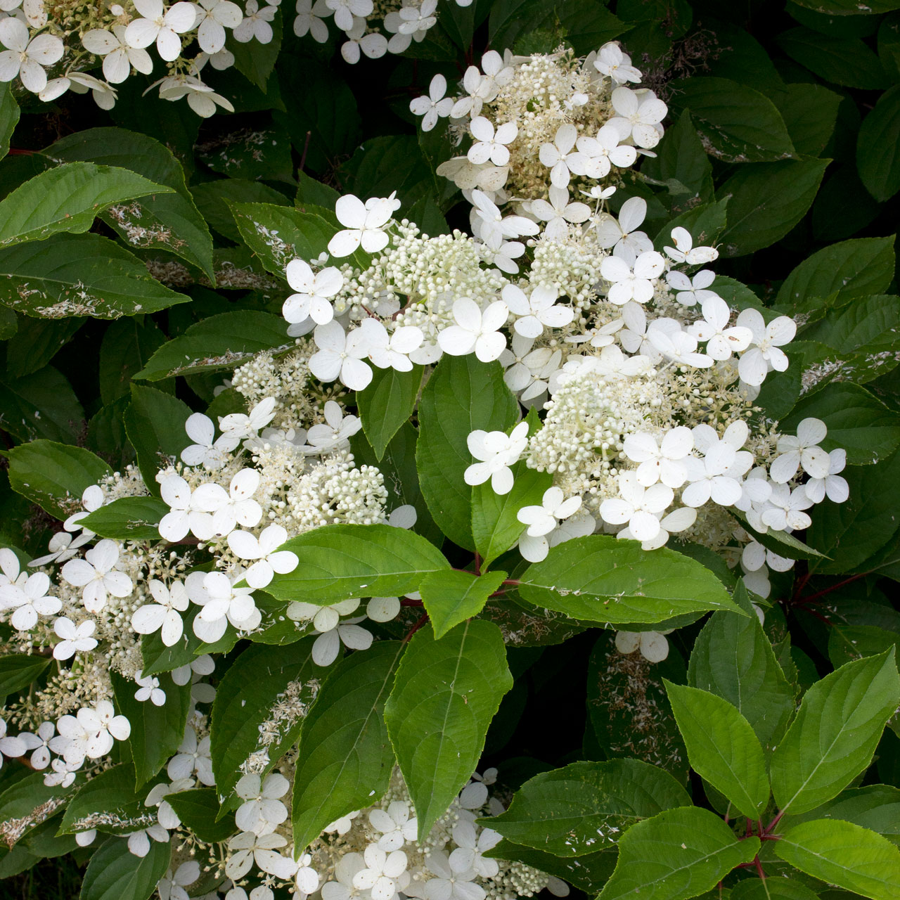 Rohkeita värejä puutarhaan - Kotipuutarha