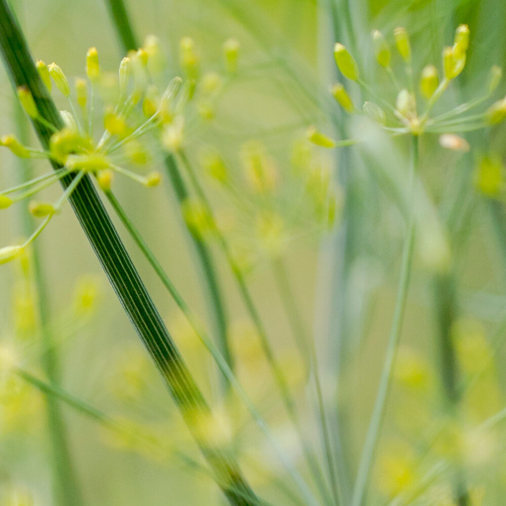 Basilikan kasvatus siemenestä - Kotipuutarha