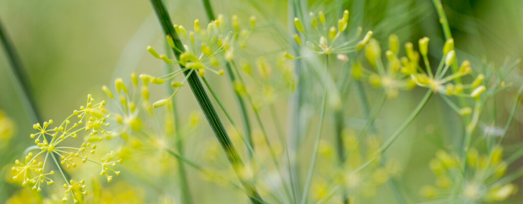 Tilli - Kotipuutarha