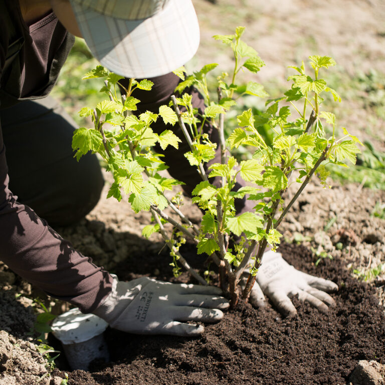 Tilli - Kotipuutarha