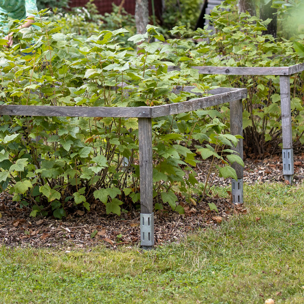 Männyt - Kotipuutarha