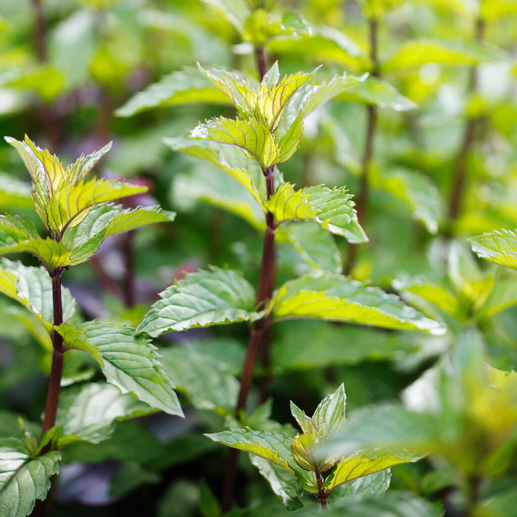 Minttujen kasvatus - Kotipuutarha