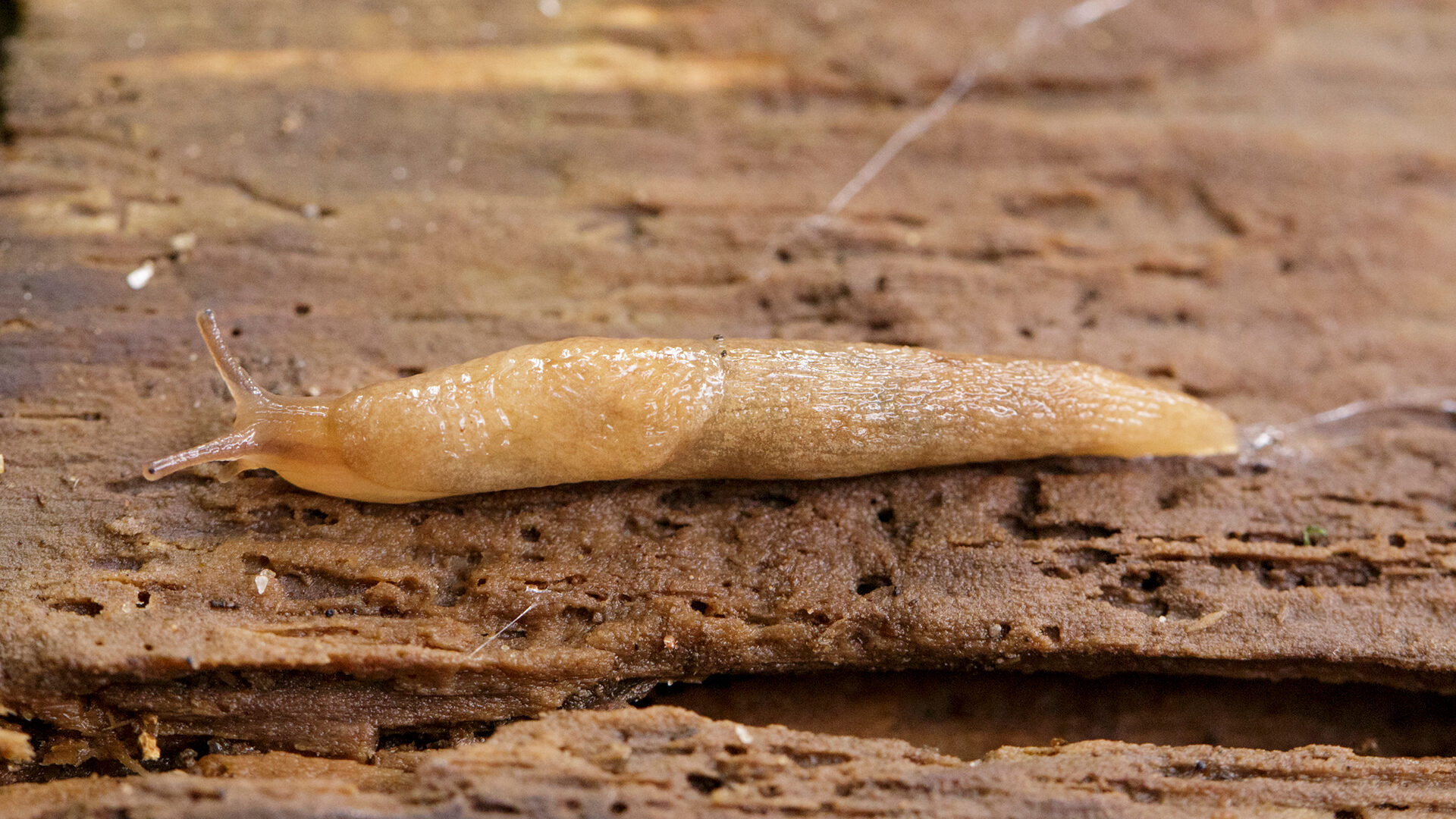 Etanoiden ja kotiloiden torjunta - Kotipuutarha