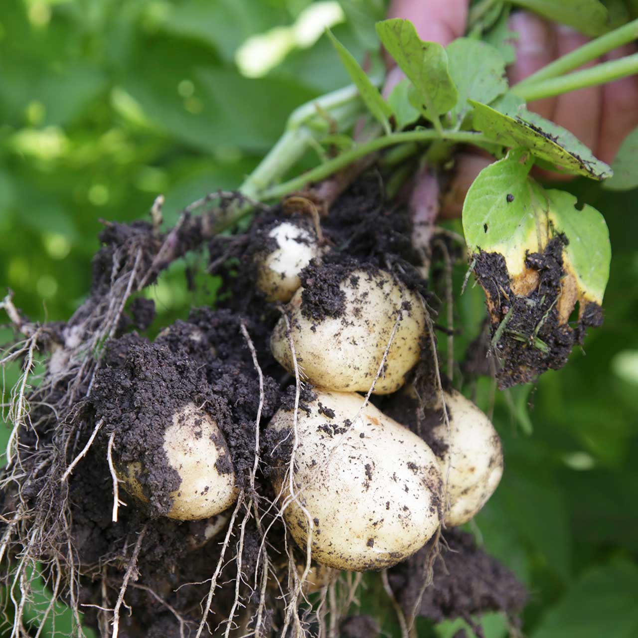 Lepät - Kotipuutarha