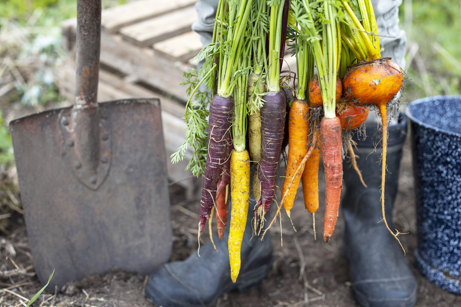 Porkkanan kasvatus – vinkit onnistuneeseen satoon - Kotipuutarha