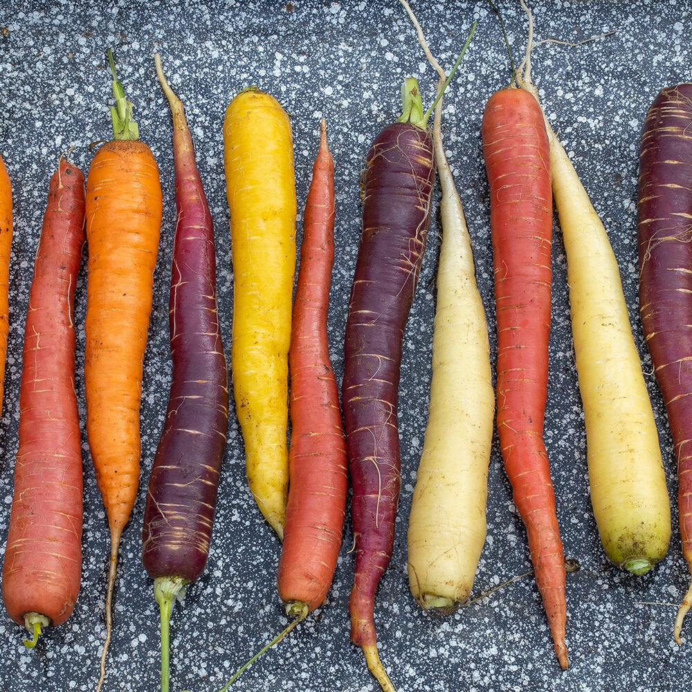 Juuresten kasvatus – vinkit onnistuneeseen satoon - Kotipuutarha