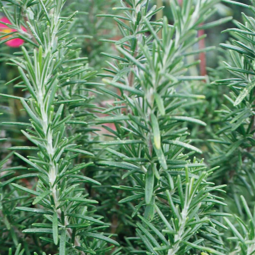 Timjami - Kotipuutarha