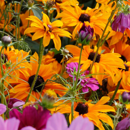 Daaliat - Kotipuutarha