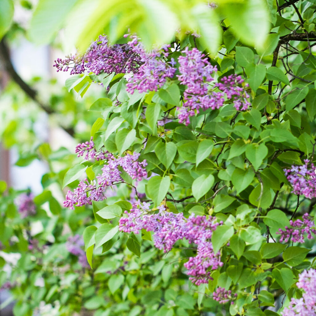 Syreenit - Kotipuutarha