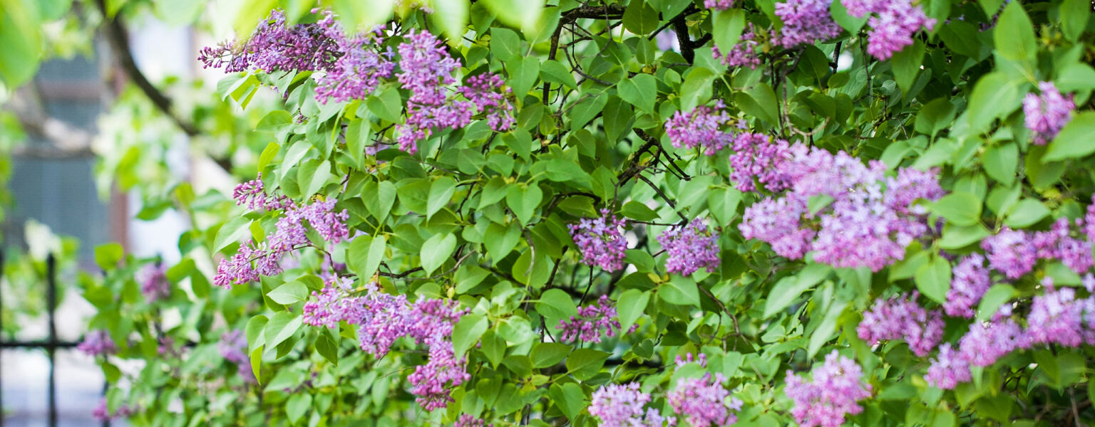 Syreenit - Kotipuutarha