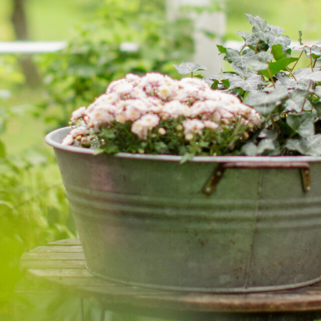 Rikkakasvit - Kotipuutarha