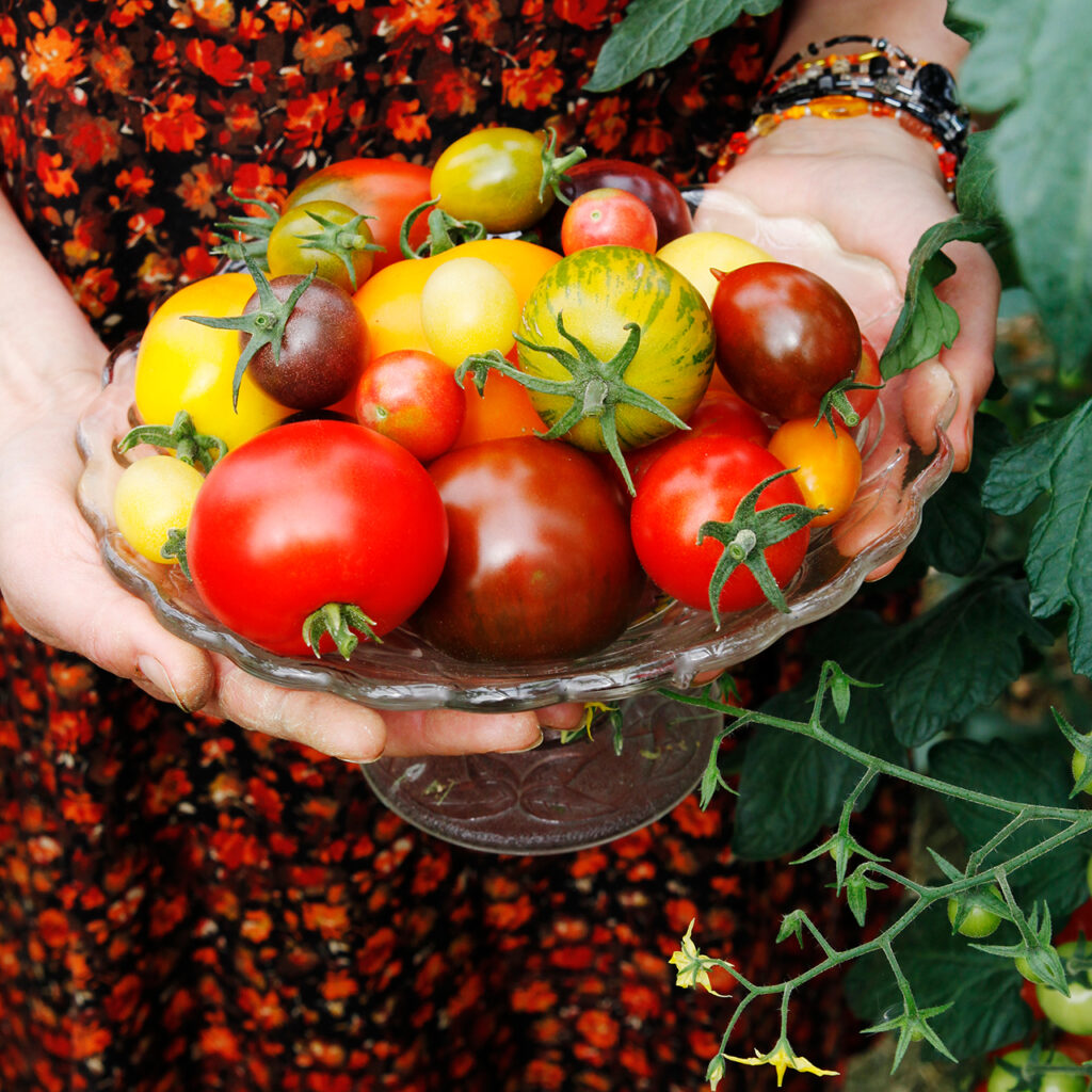 Tomaatin kasvatus - Kotipuutarha