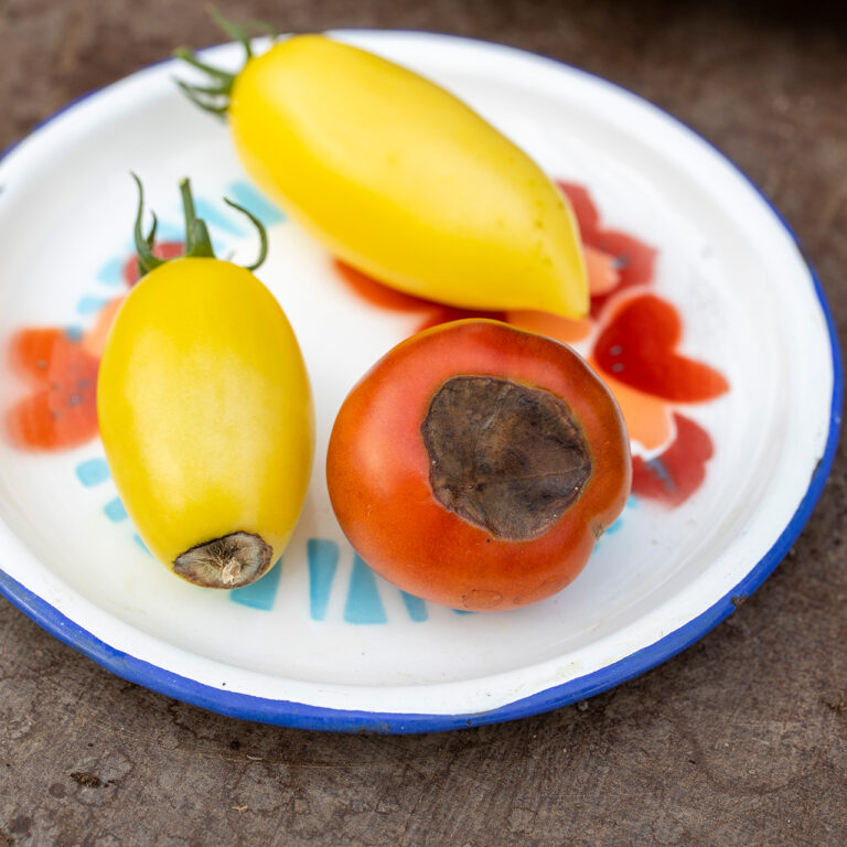 Karviaisten kasvatus - Kotipuutarha