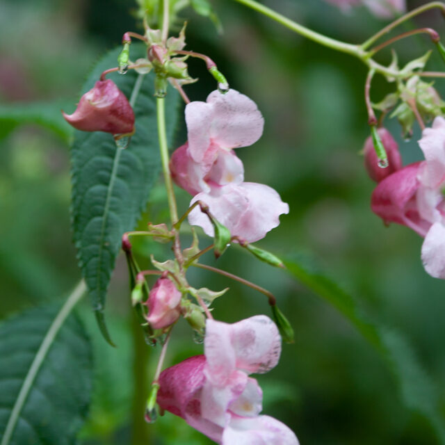 Ota rikkakasvit hyötykäyttöön! - Kotipuutarha