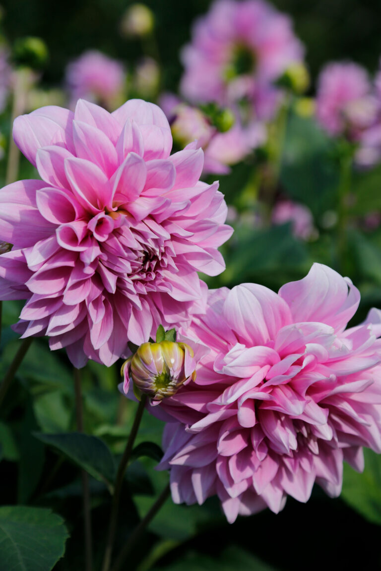 Daaliat - Kotipuutarha