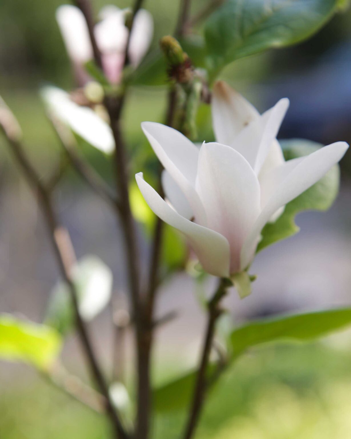 Magnoliat - Kotipuutarha