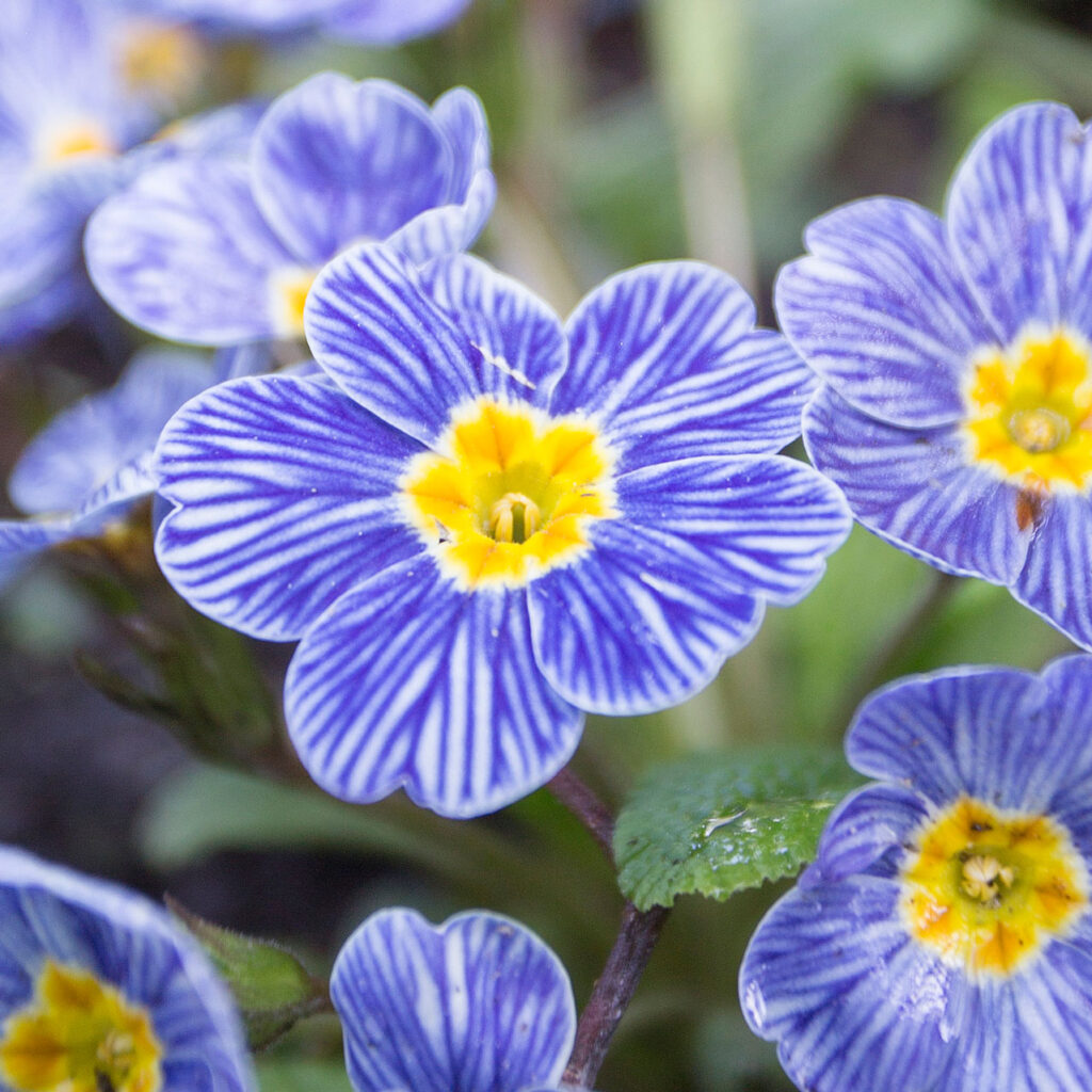 Mesiangervot - Kotipuutarha