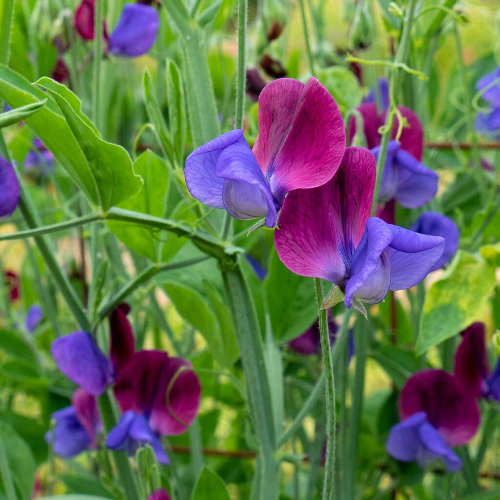 Daaliat - Kotipuutarha