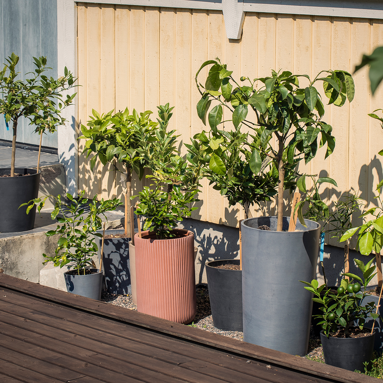 Puut arkistot - Kotipuutarha