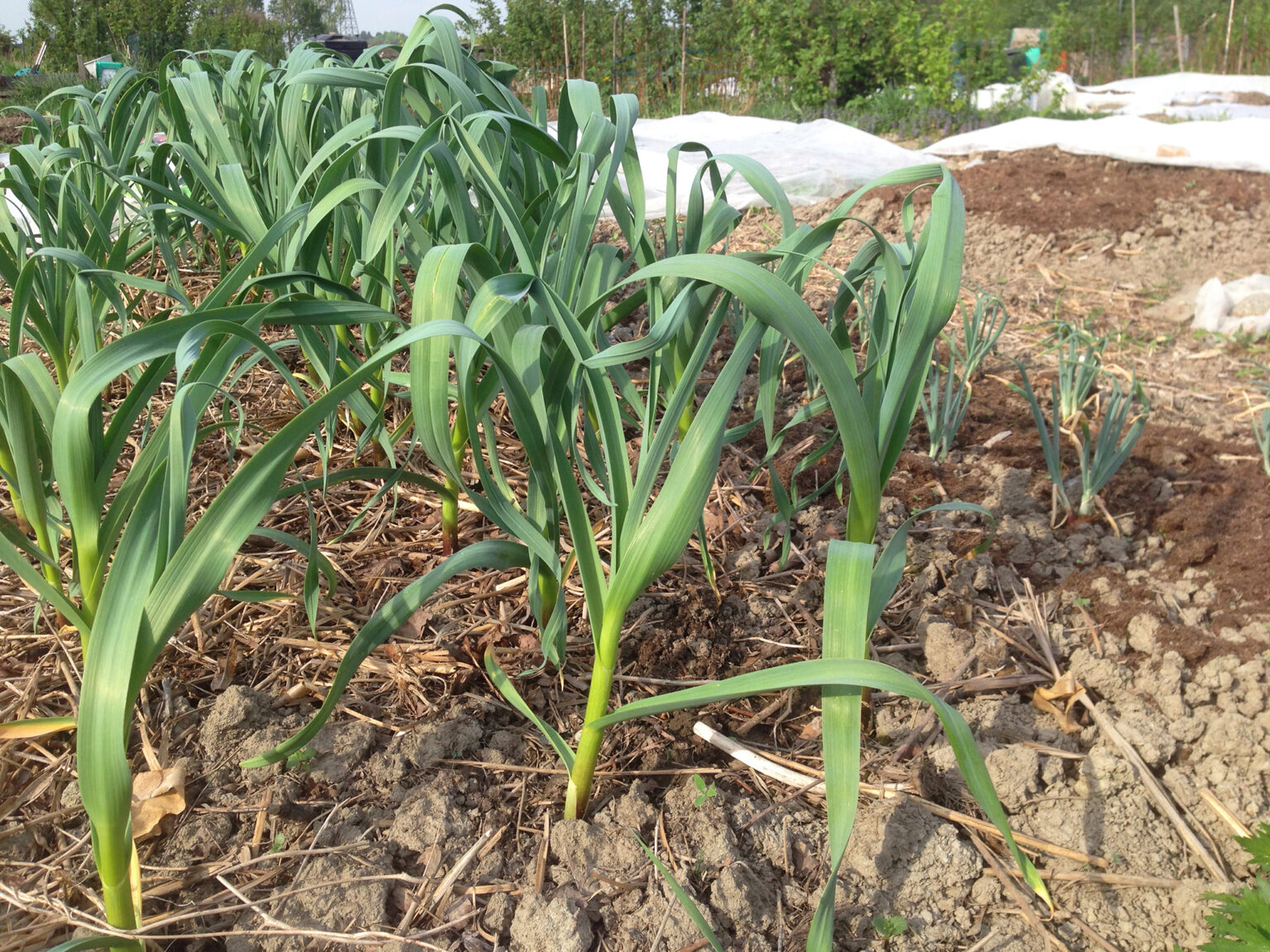 Valkosipulin kasvatus - Kotipuutarha