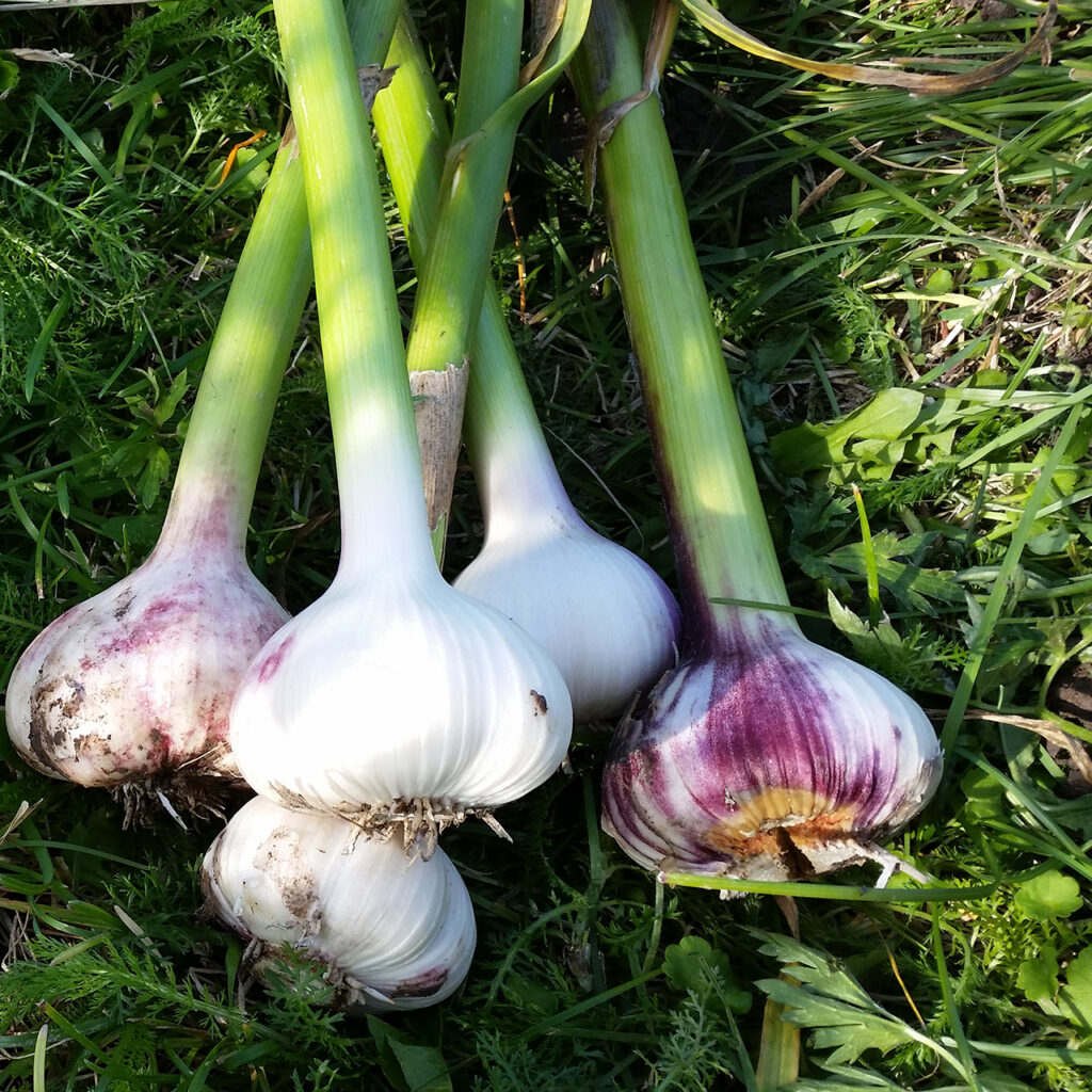 Valkosipulin kasvatus - Kotipuutarha