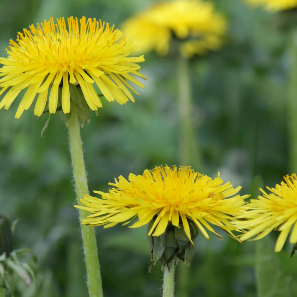 Rikkakasvit - Kotipuutarha