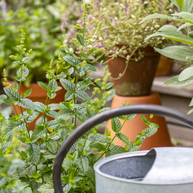 Basilikan kasvatus siemenestä - Kotipuutarha