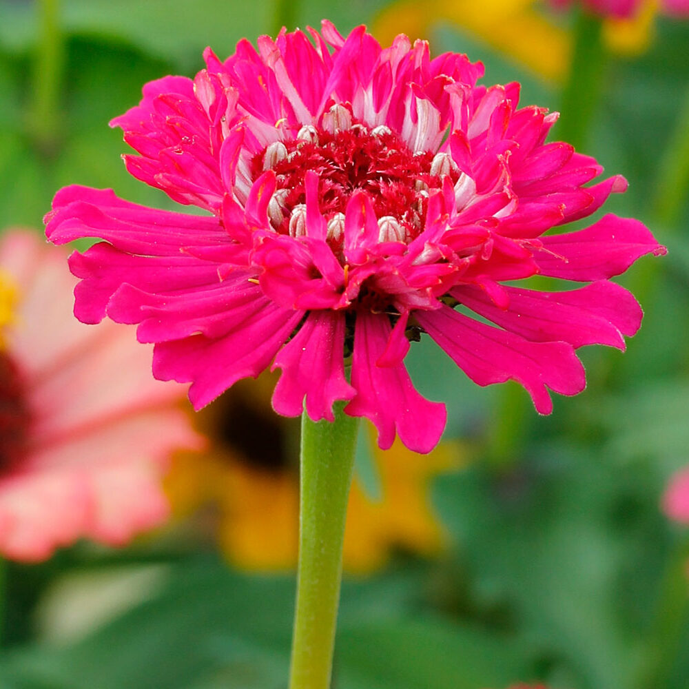 Daaliat - Kotipuutarha